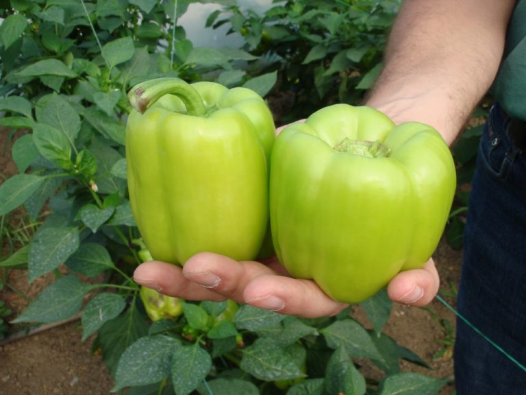 AGROSEM_GALLERY_018 - Agrosem