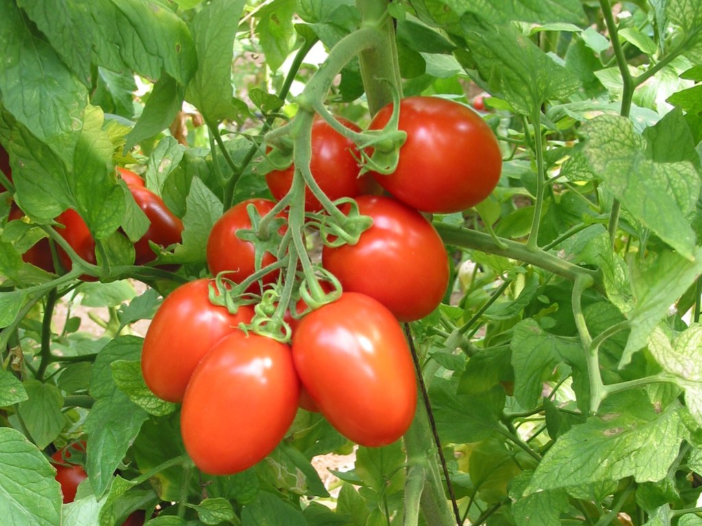 AGROSEM_GALLERY_021 - Agrosem