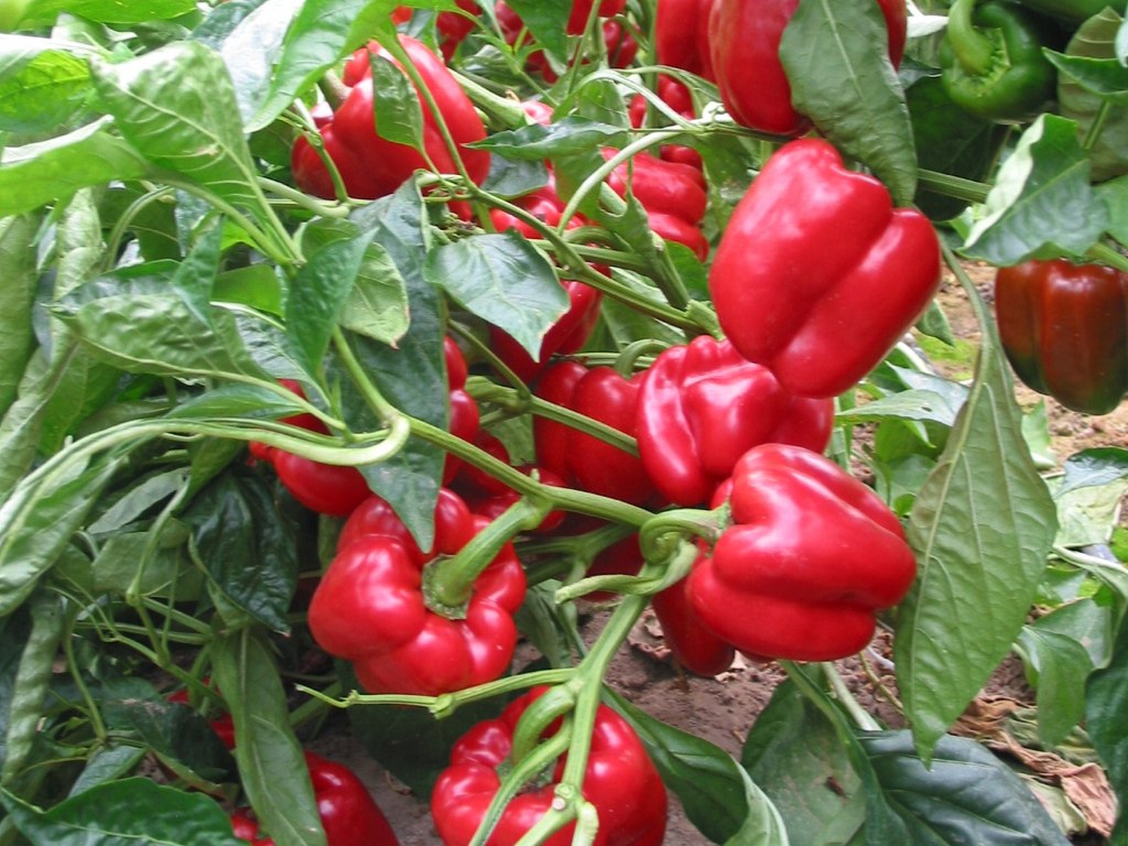 AGROSEM_GALLERY_027 - Agrosem