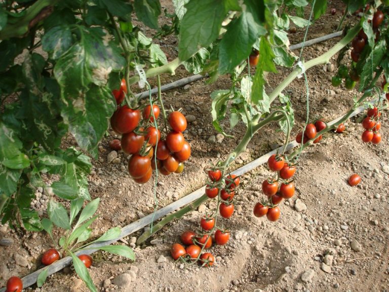 AGROSEM_GALLERY_031 - Agrosem